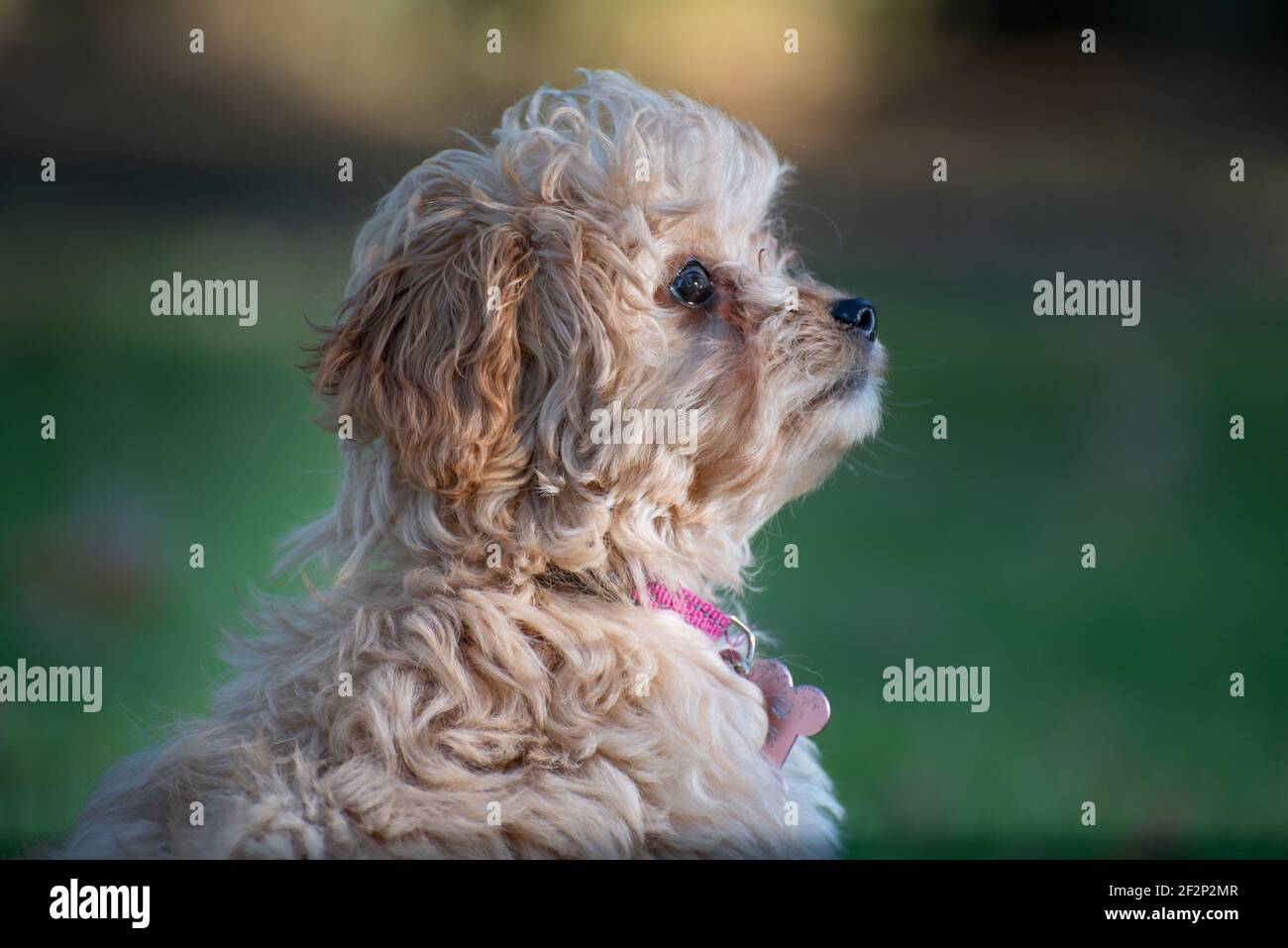 Portrait of a cute Cavoodle Puppy Stock Photo - Alamy