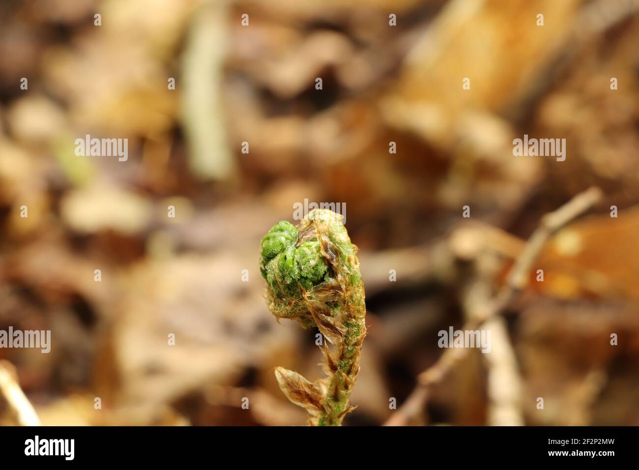 Ground level view of the flora on the forest floor Stock Photo - Alamy