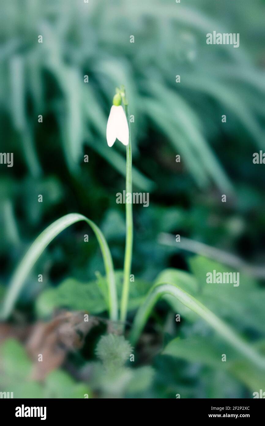 Galanthus (snowdrops) flowering in early spring inGreater London ...