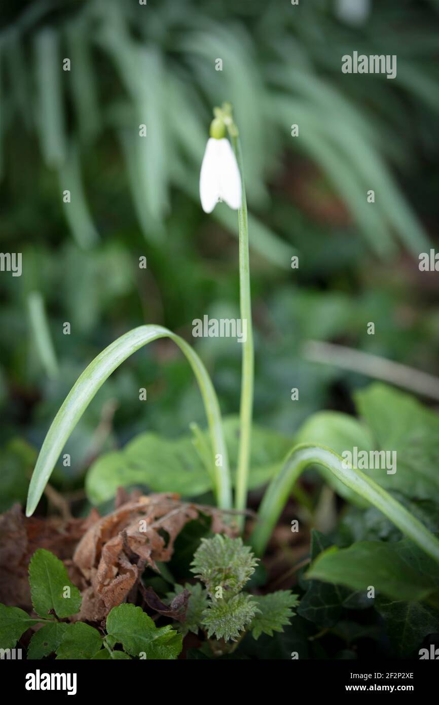 Galanthus (snowdrops) flowering in early spring inGreater London ...