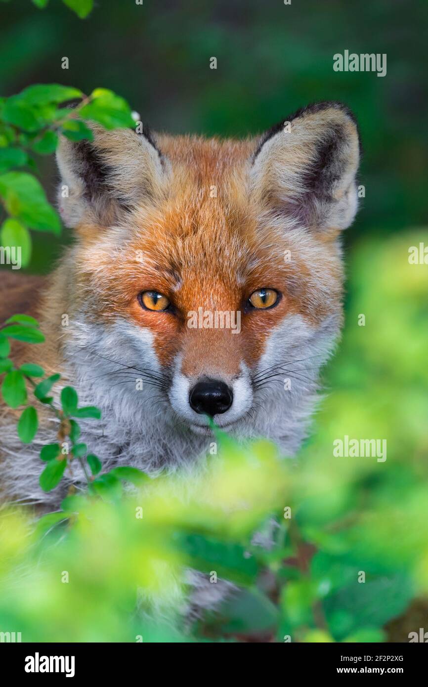 Red fox in a hedge hi-res stock photography and images - Alamy