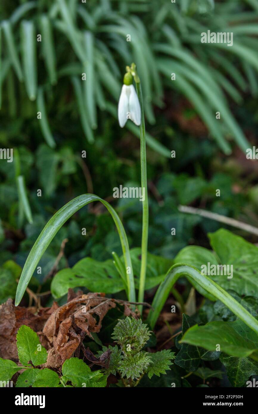 Galanthus (snowdrops) flowering in early spring inGreater London ...