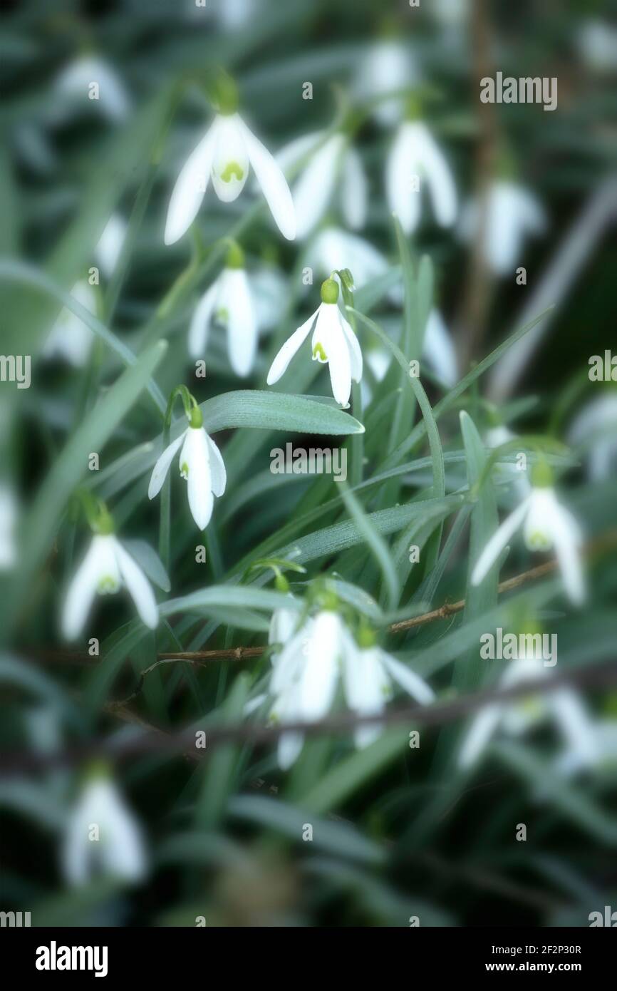 Galanthus (snowdrops) flowering in early spring inGreater London ...