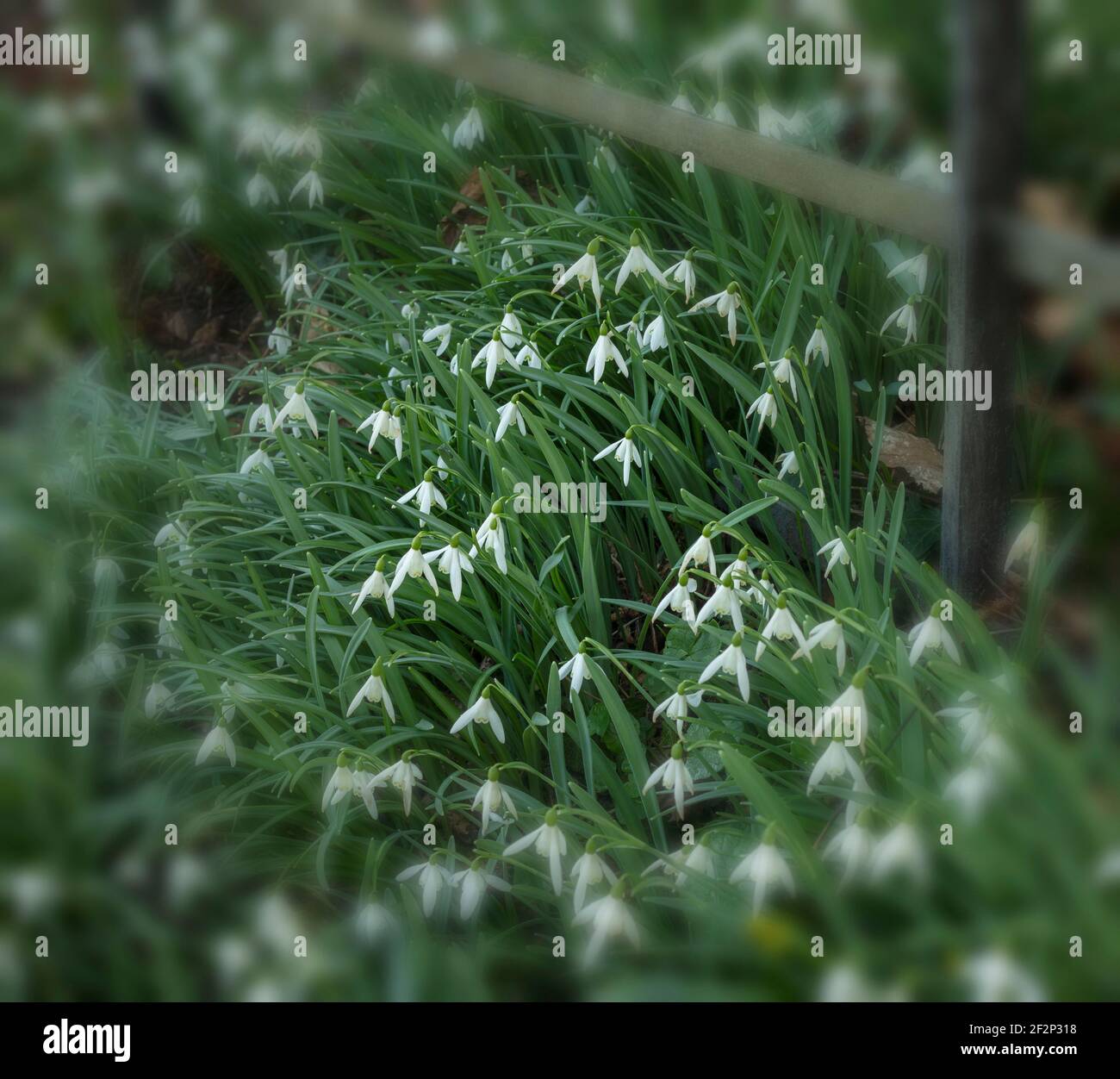 Galanthus (snowdrops) flowering in early spring inGreater London ...