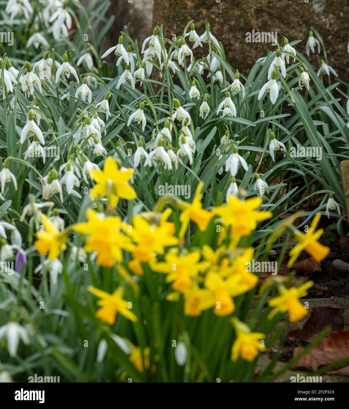 Galanthus (snowdrops) flowering in early spring inGreater London ...