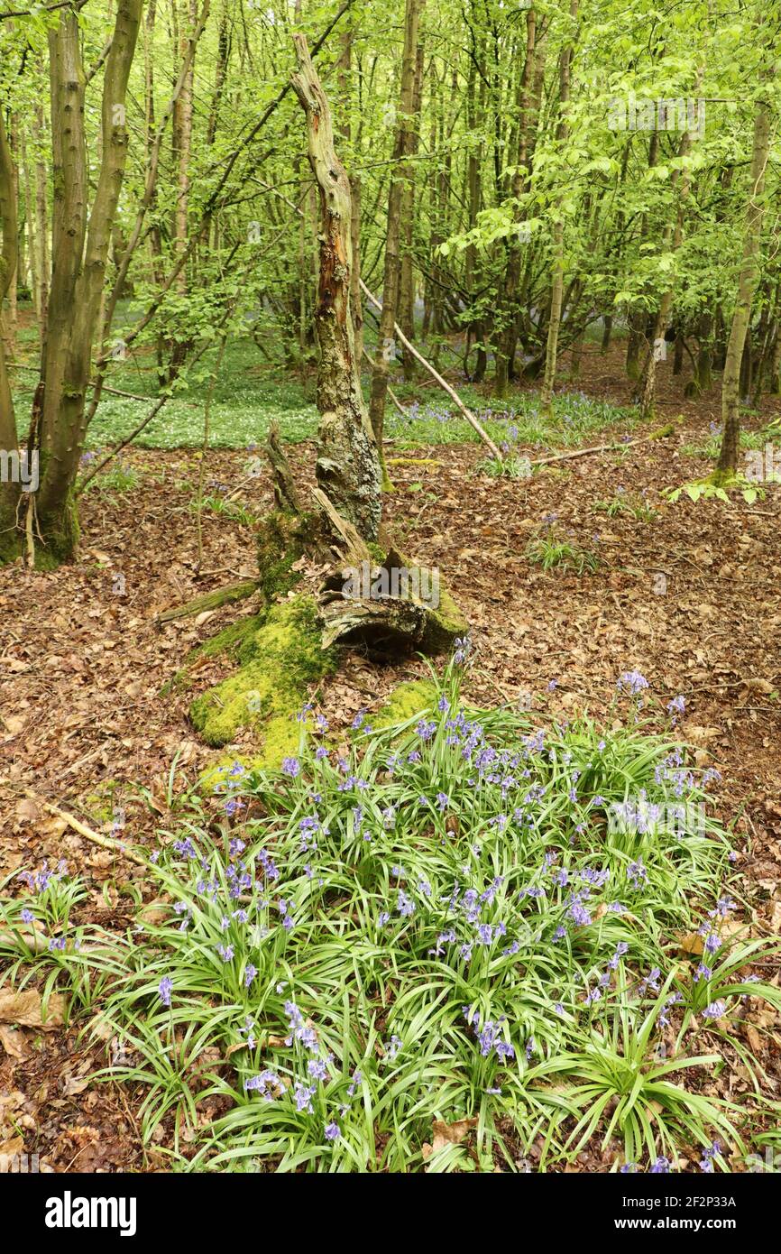 Ground level view of the flora on the forest floor Stock Photo - Alamy