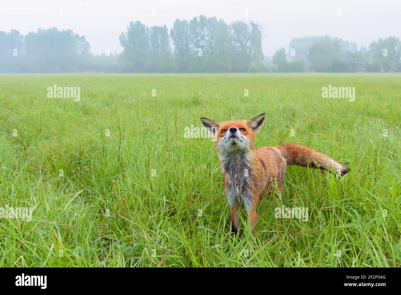Smelling fox hi-res stock photography and images - Alamy