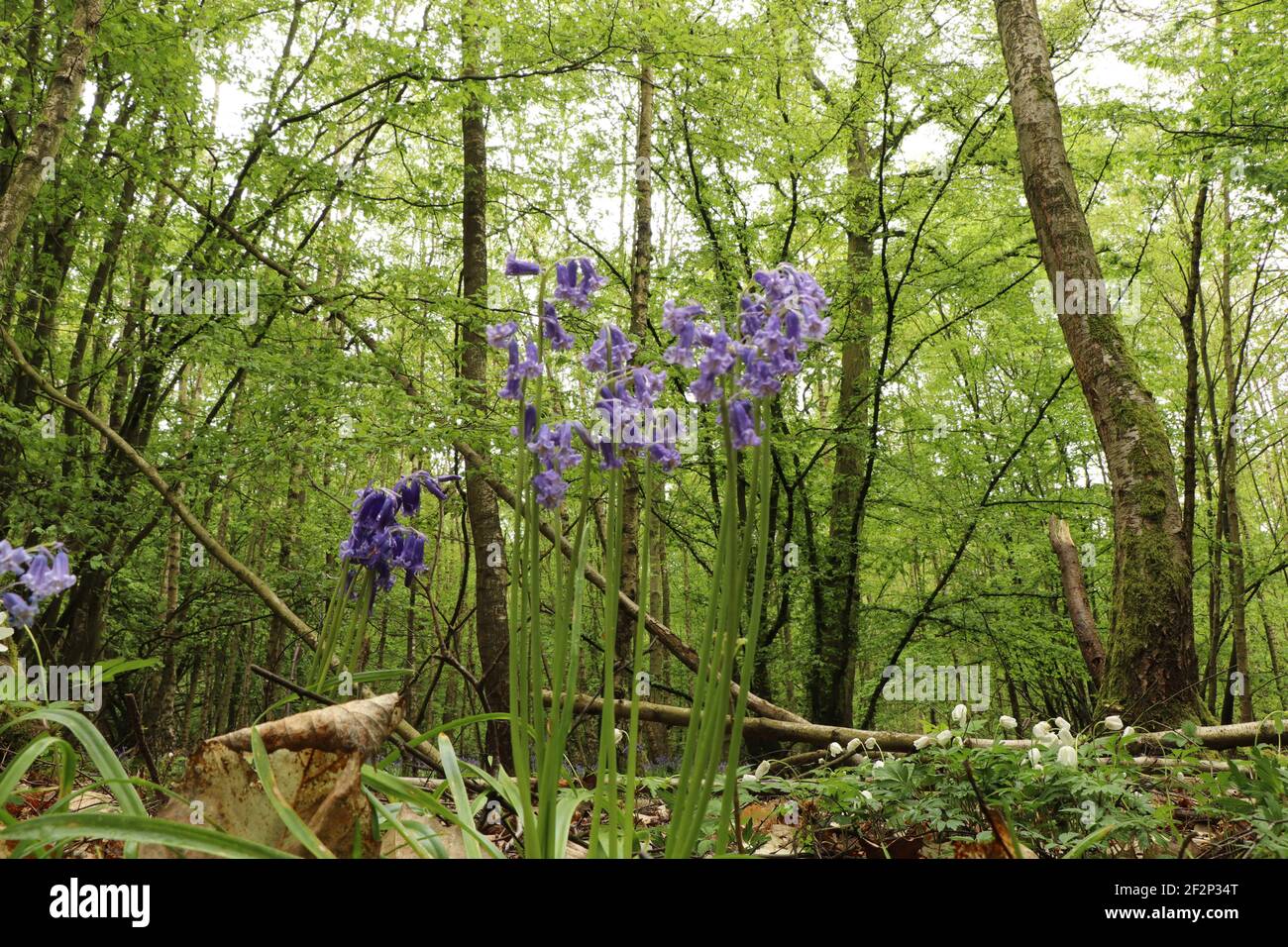 Ground level view of the flora on the forest floor Stock Photo - Alamy