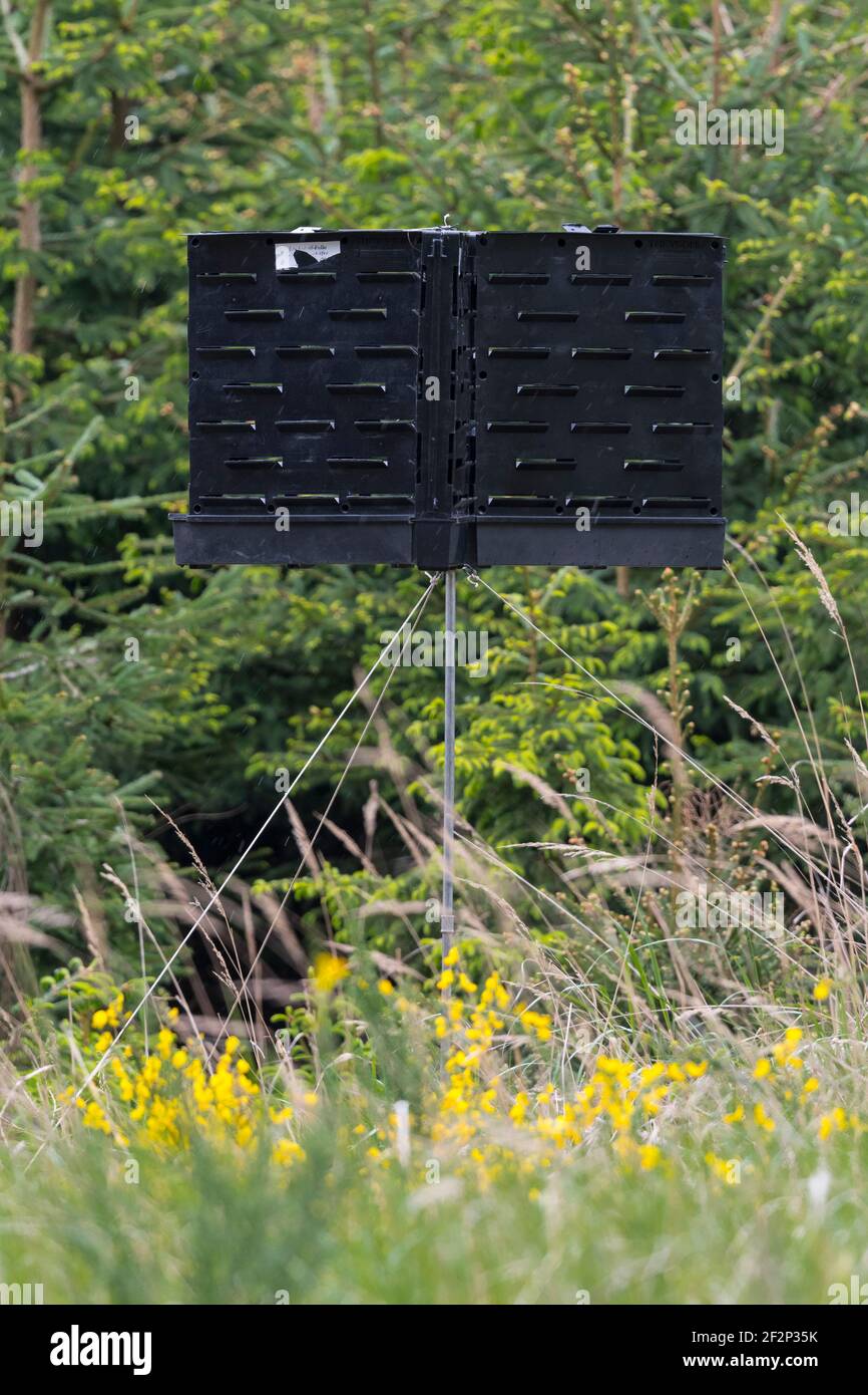 Bark beetle trap hi-res stock photography and images - Alamy