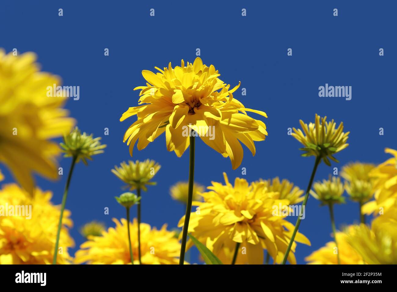 Closeup of heliopsis flowers against a blue sky background Stock Photo ...