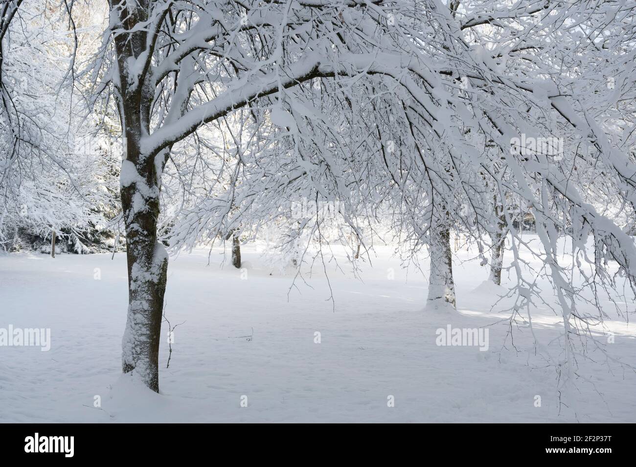 Snow frosty winter trees hi-res stock photography and images - Alamy