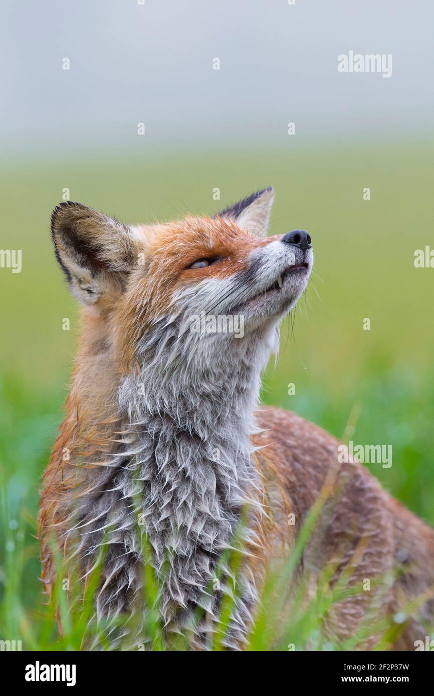 Smelling Fox High Resolution Stock Photography and Images - Alamy