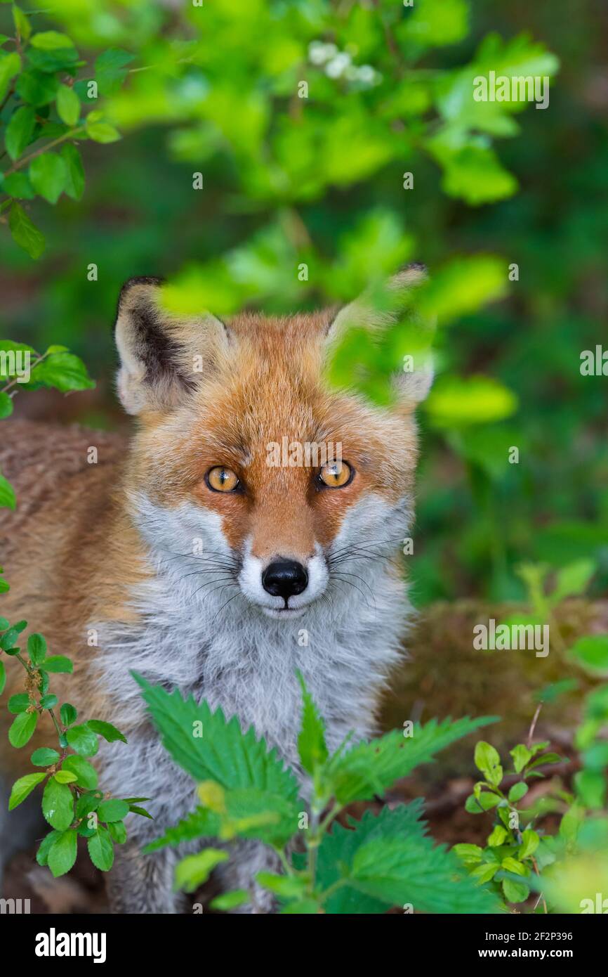 Fox in a hedge, April, Hesse, Germany Stock Photo - Alamy