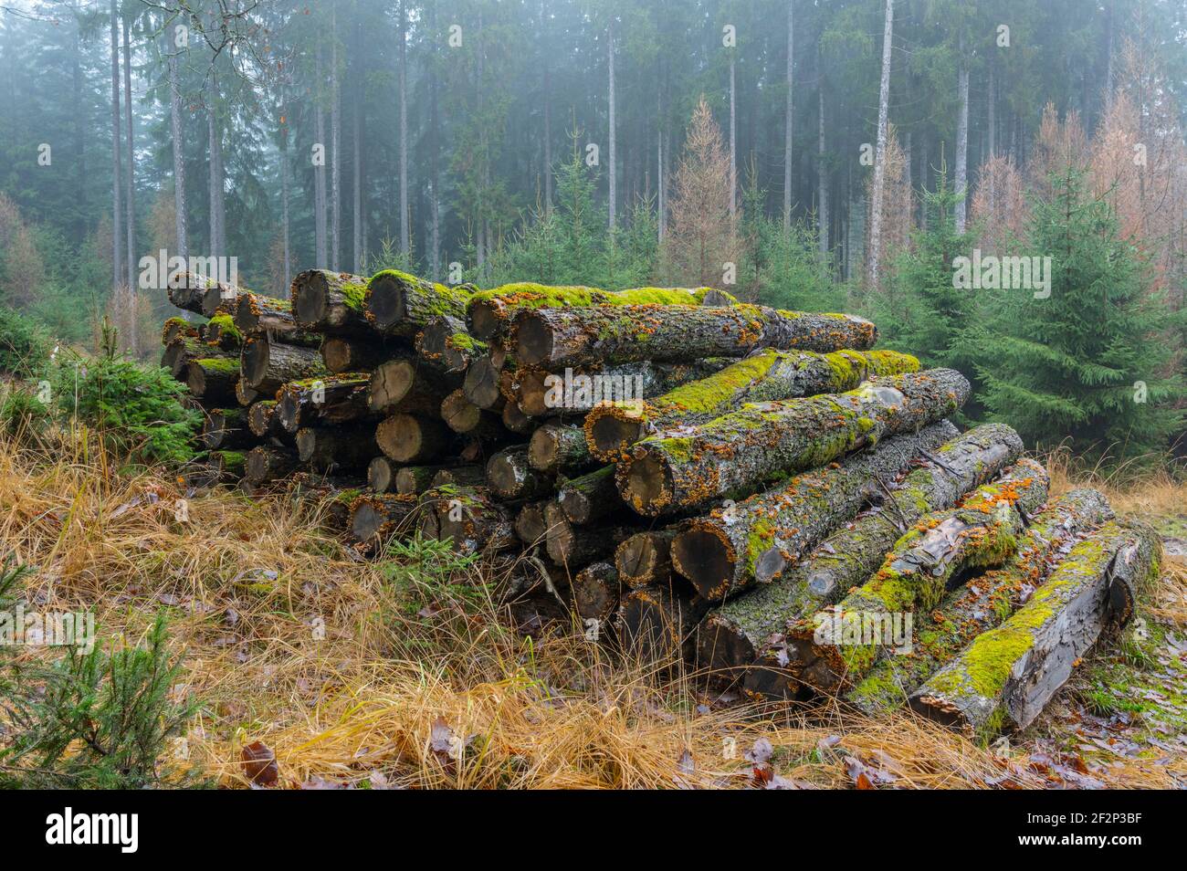 Rot rots rotting hi-res stock photography and images - Alamy