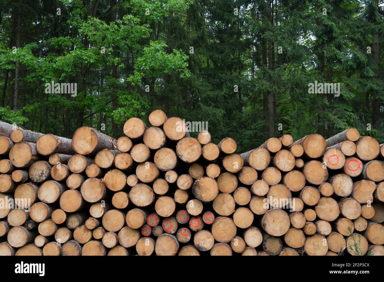 Fallen tree wood stack hi-res stock photography and images - Alamy