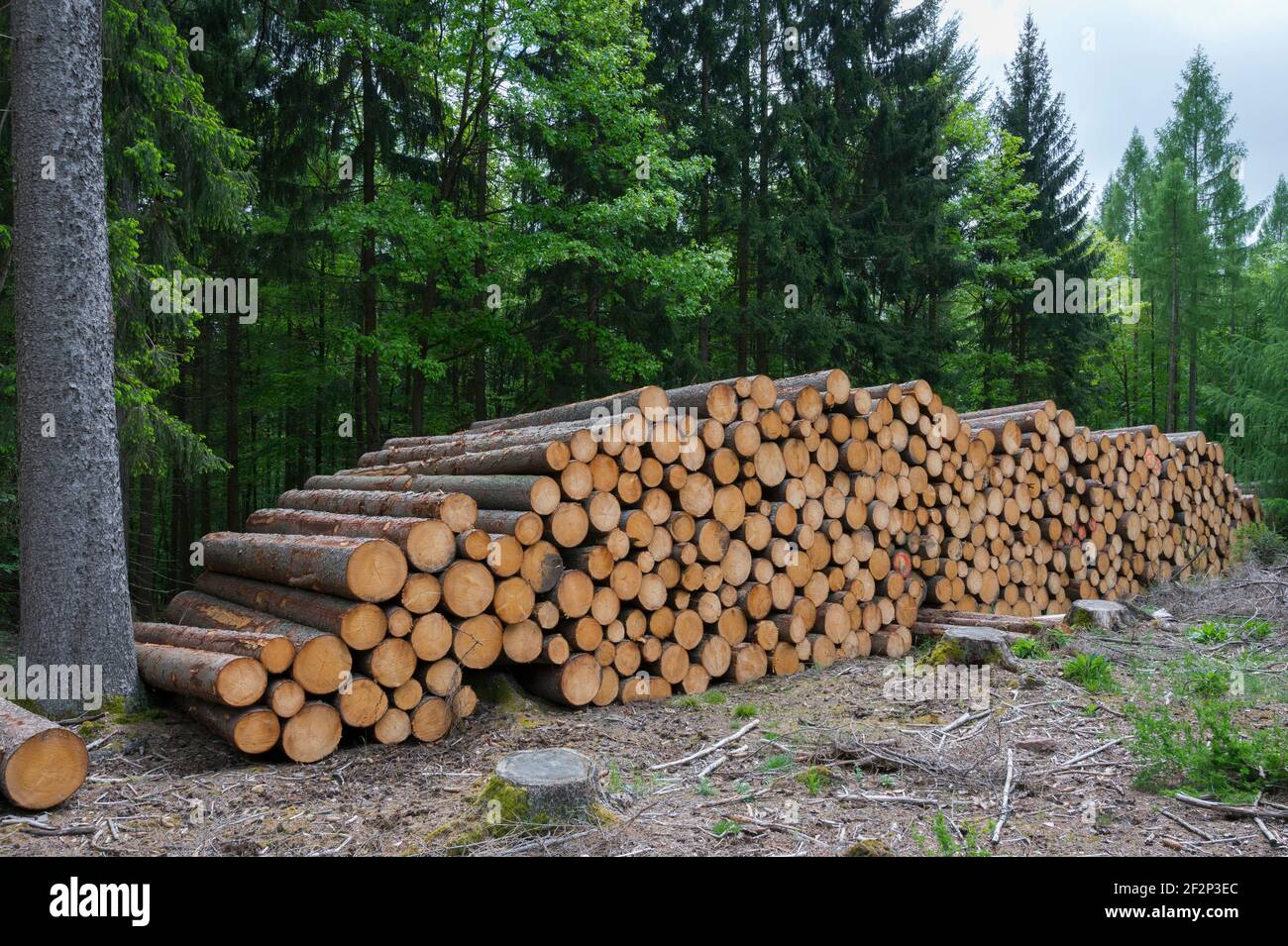 Fallen tree wood stack hi-res stock photography and images - Alamy