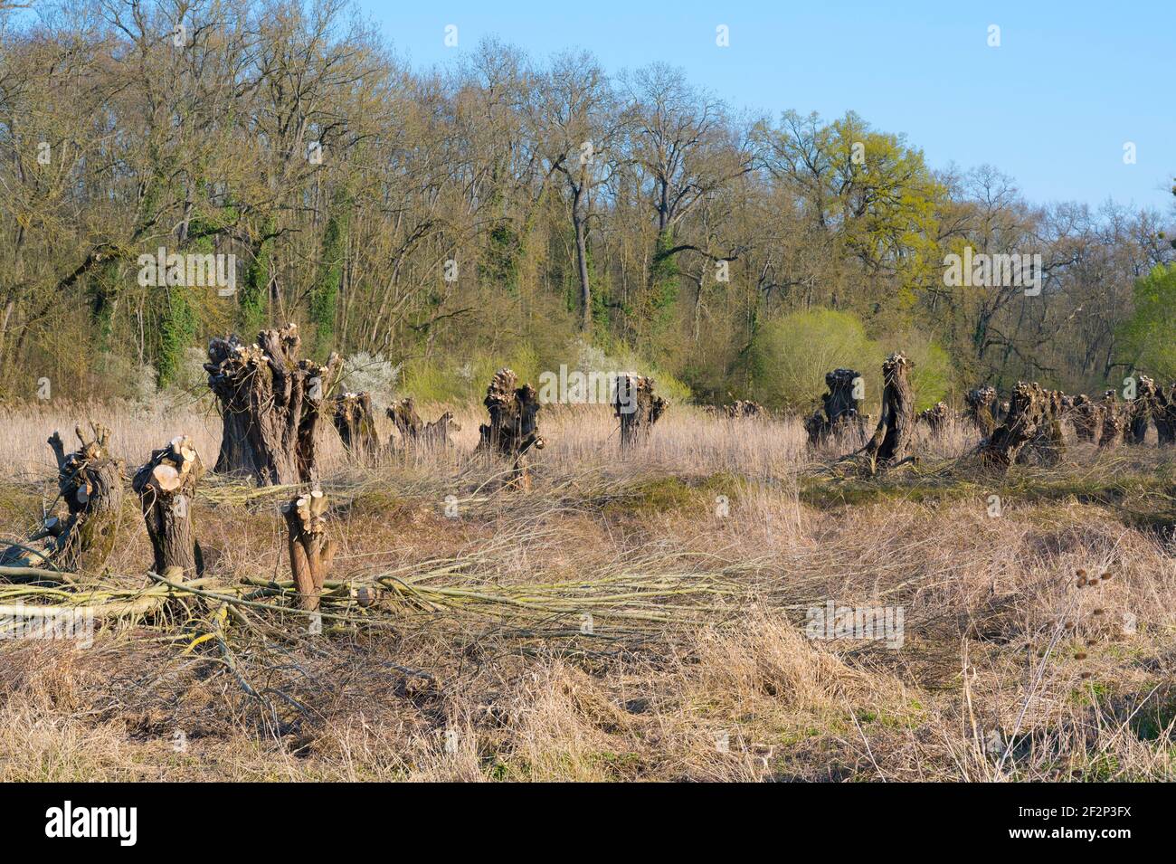Pollard willows after pruning in spring, March, Hesse, Germany Stock ...
