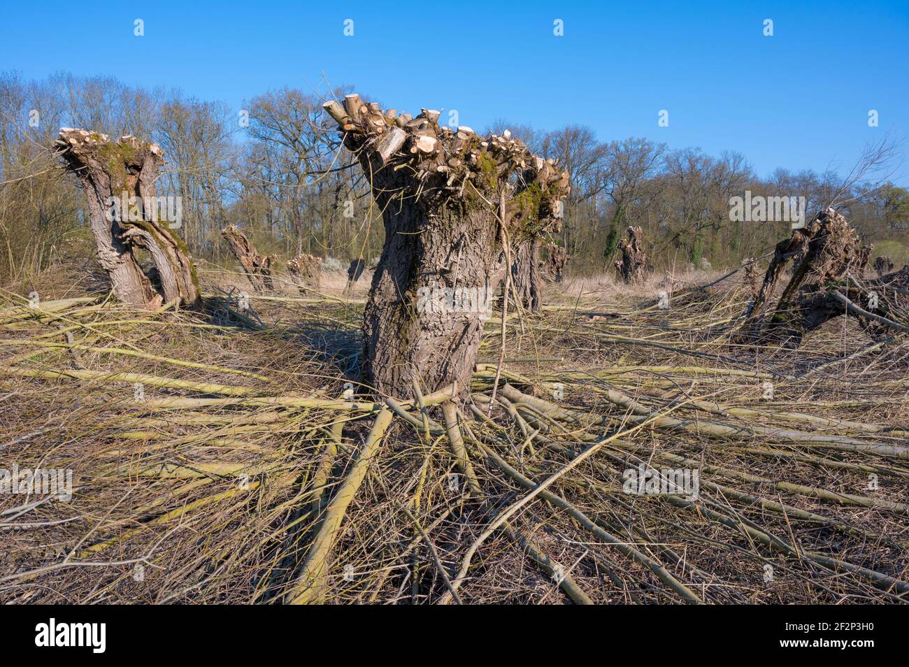 Pollard willows after pruning in spring, March, Hesse, Germany Stock ...