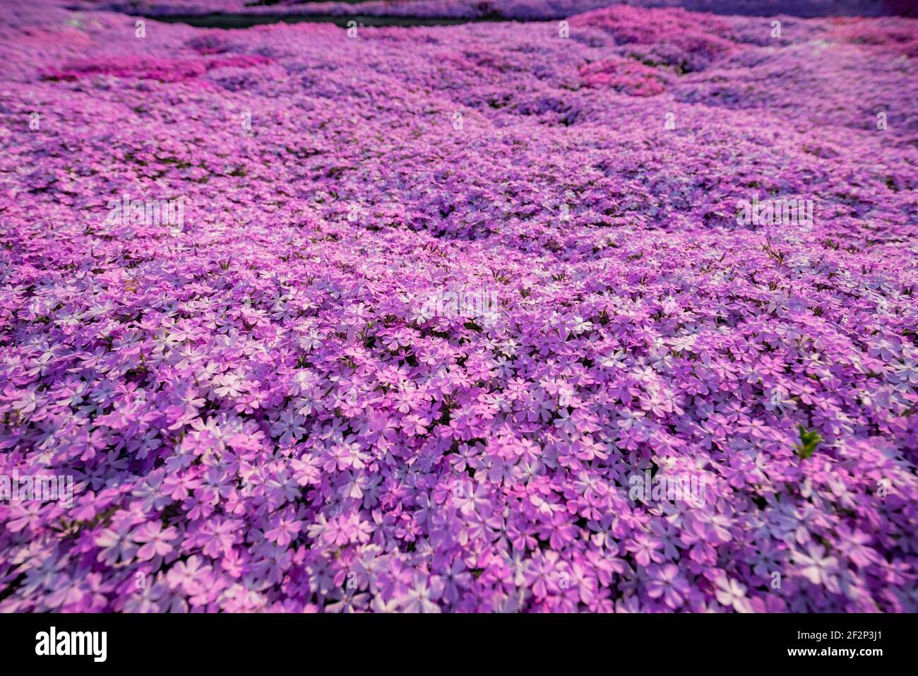 Macro view of the beautiful pink Shiba Sakura at Hokkaido, Japan Stock ...