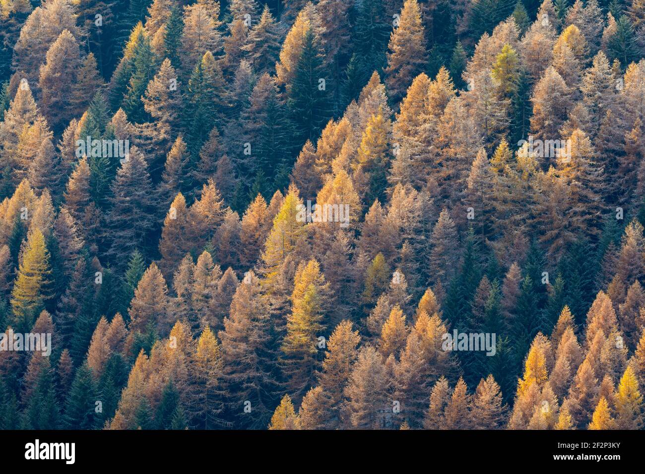 Larch and spruce trees in November, Gran Paradiso National Park, Italy ...