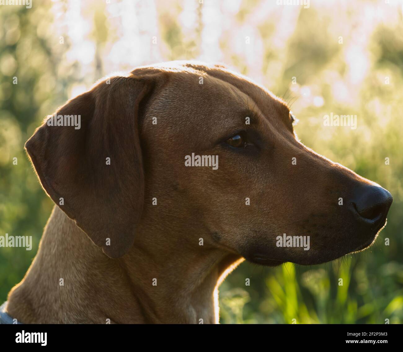 A closeup shot of a cute Rhodesian ridgeback dog in a field at sunset ...