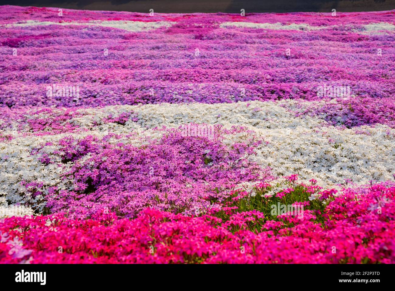 Macro view of the beautiful pink Shiba Sakura at Hokkaido, Japan Stock ...