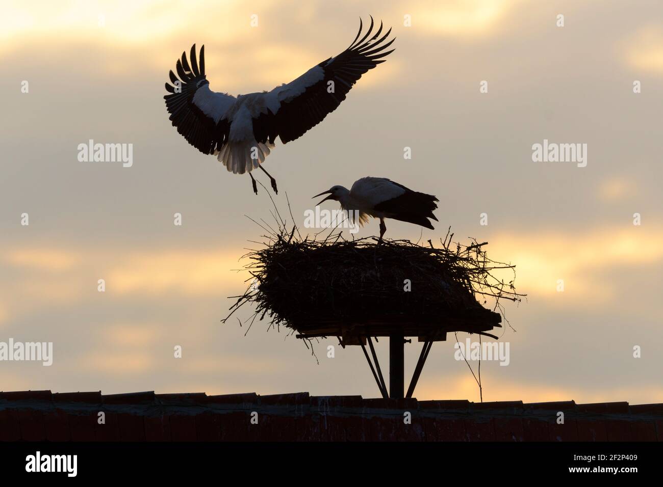 White storks nesting on roof hi-res stock photography and images - Alamy