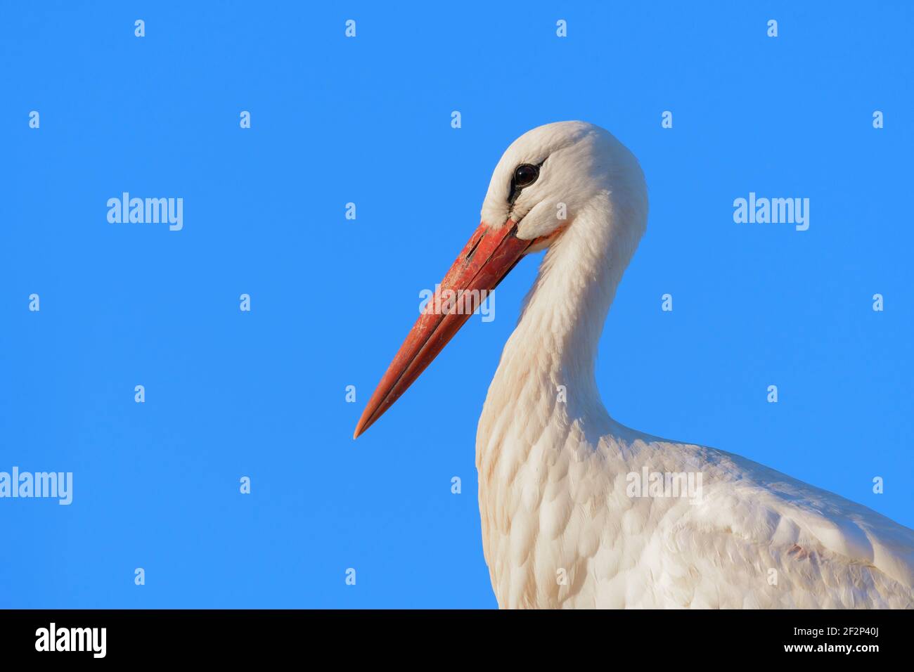 Fauna germany hi-res stock photography and images - Alamy