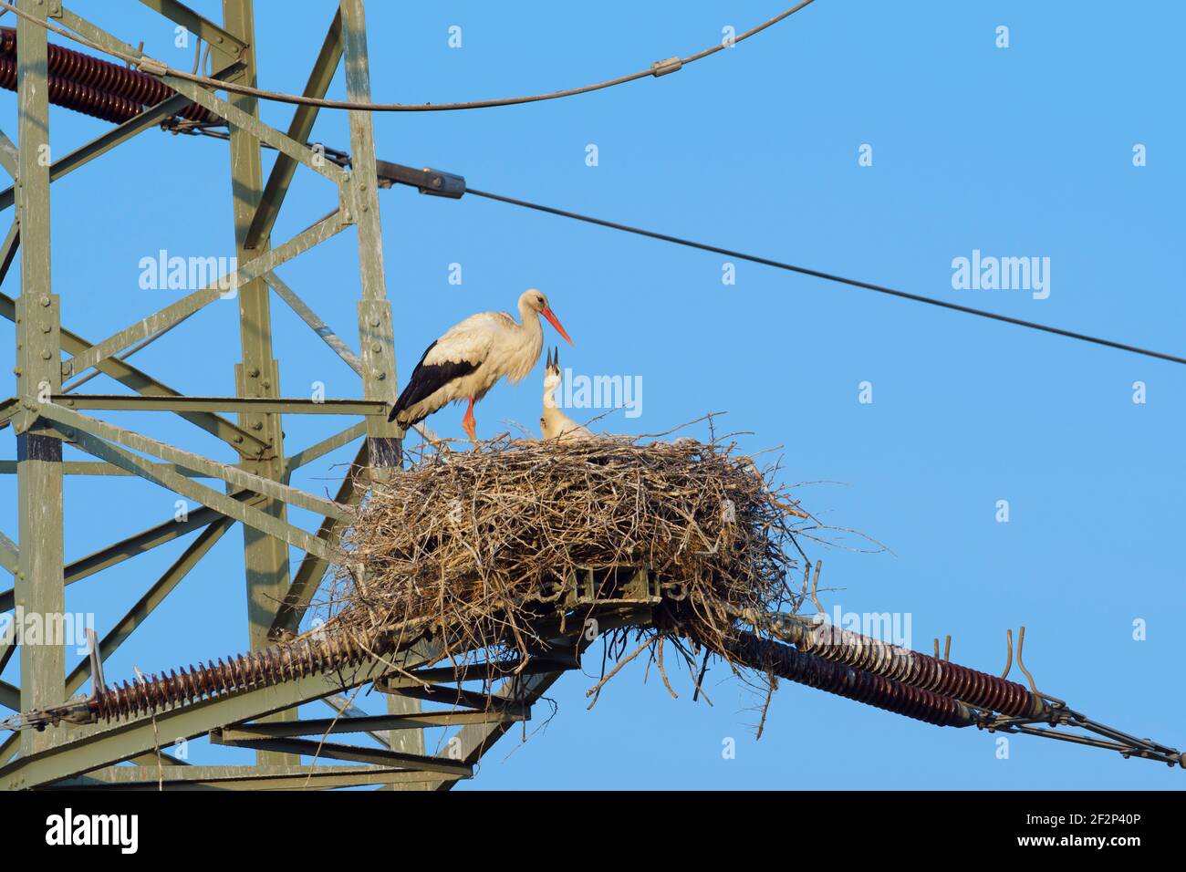 White storks nest on a high-voltage pylon, Hesse, Germany Stock Photo ...