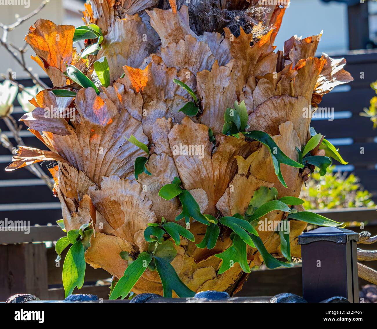 Elkhorn Fern High Resolution Stock Photography and Images - Alamy