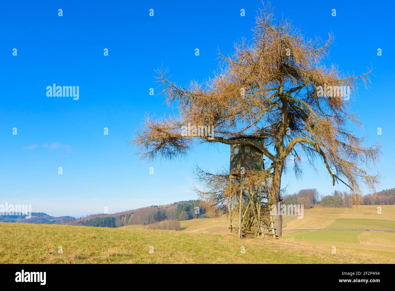 High seat under a larch, March, Odenwald, Hesse, Germany Stock Photo ...