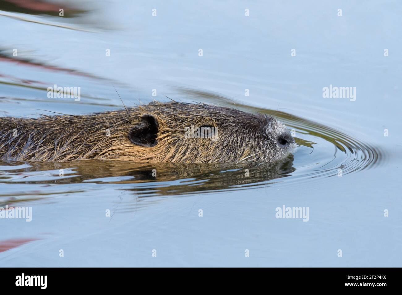 Nutria myocastor coypus hesse hi-res stock photography and images - Alamy