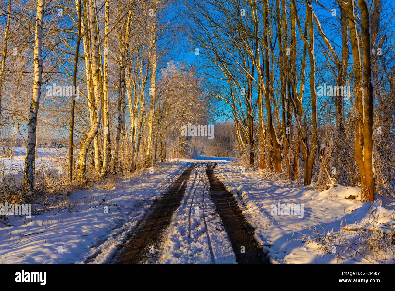 Forest path in winter with snow next to an agricultural area Stock ...
