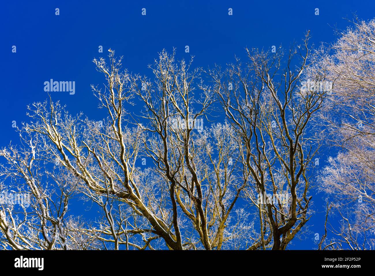 Treetop of an oak tree in winter in front of clear blue sky, the ...