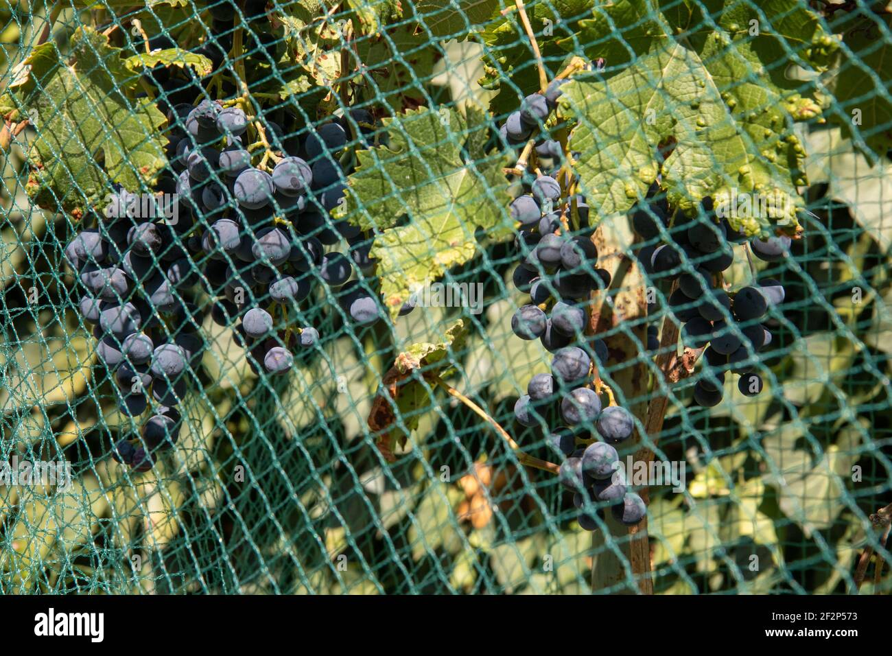Wine growing net hi-res stock photography and images - Alamy