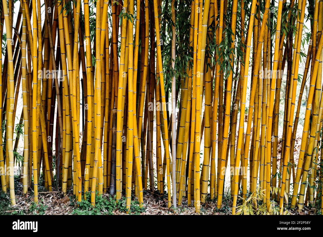 Bamboo trunks growing in the ground. Bamboo wall texture. Living bamboo ...