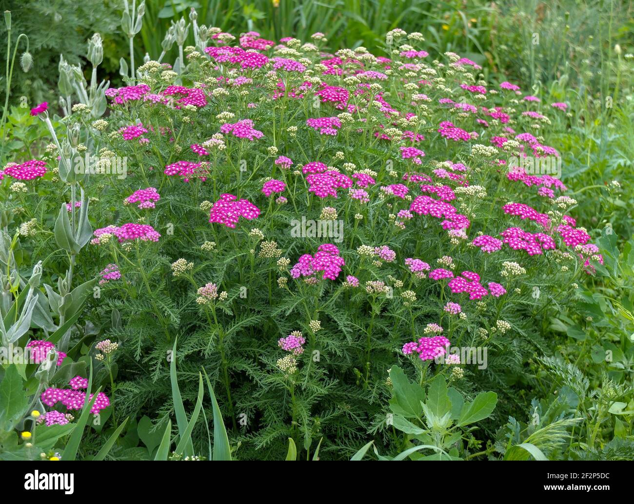 Yarrow 'Pomegranate' (Achillea millefolium) with a pink flower Stock ...