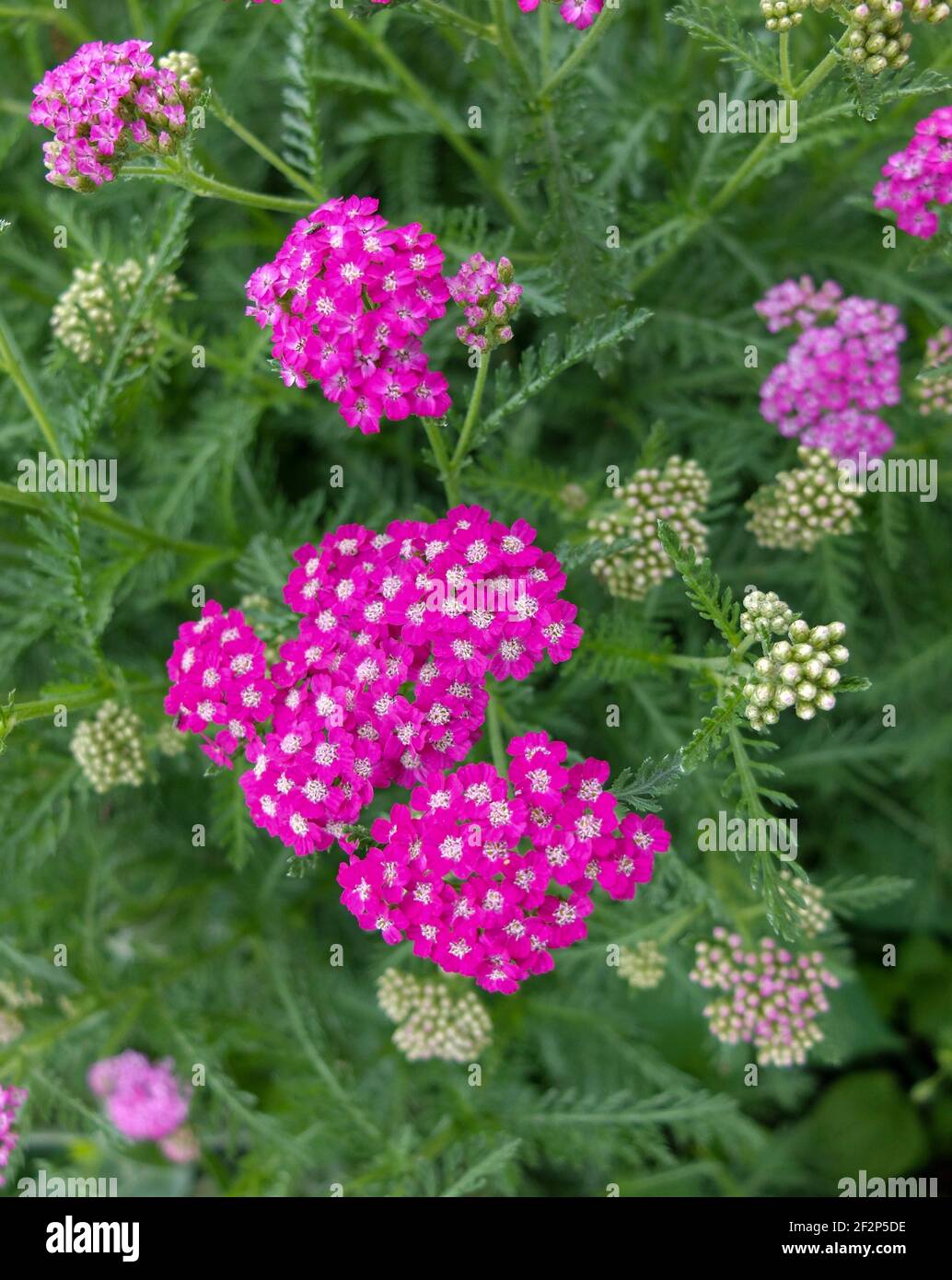 Yarrow 'Pomegranate' (Achillea millefolium) with a pink flower Stock ...