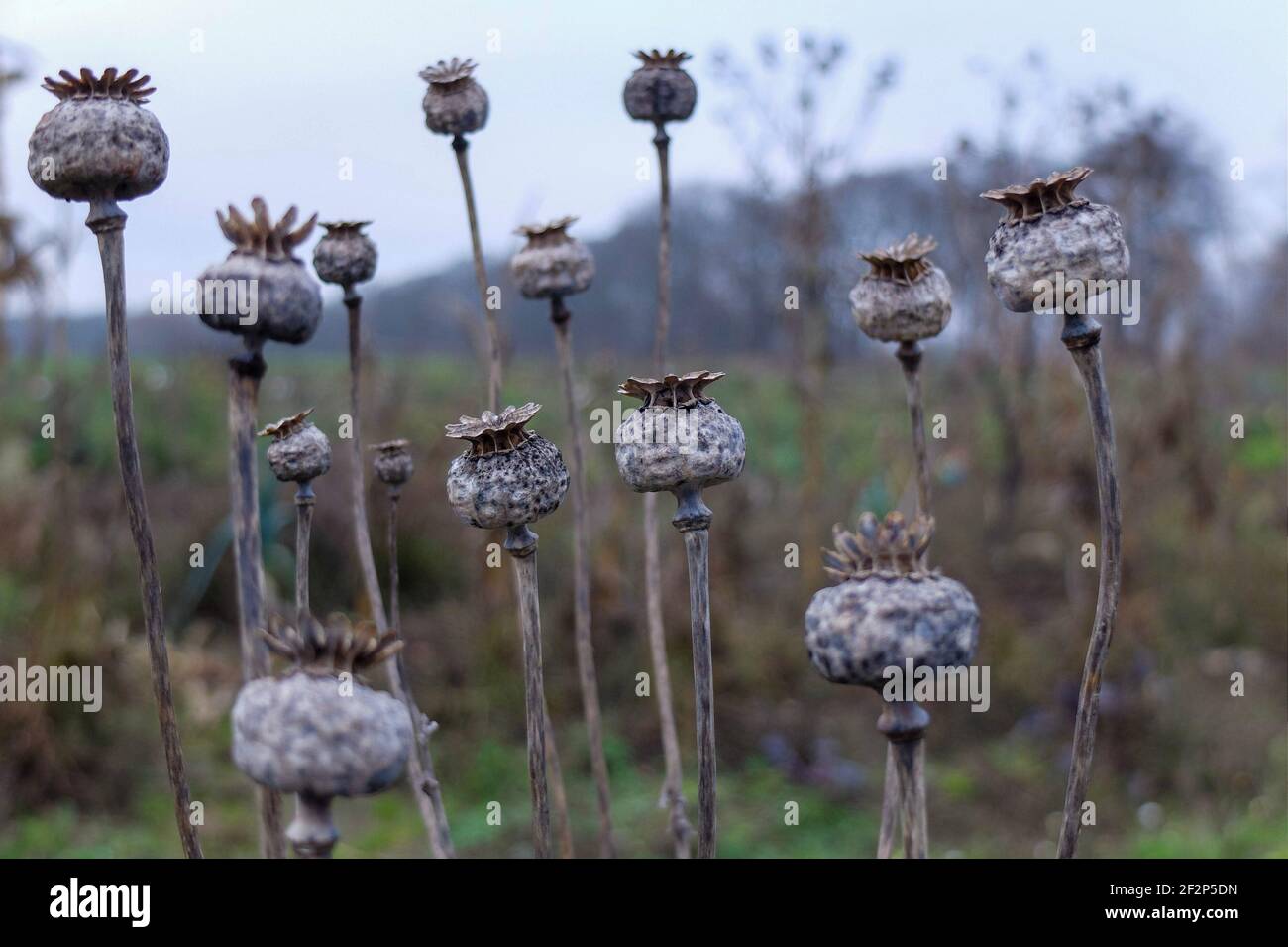Dry capsule of opium poppy (Papaver somniferum Stock Photo - Alamy