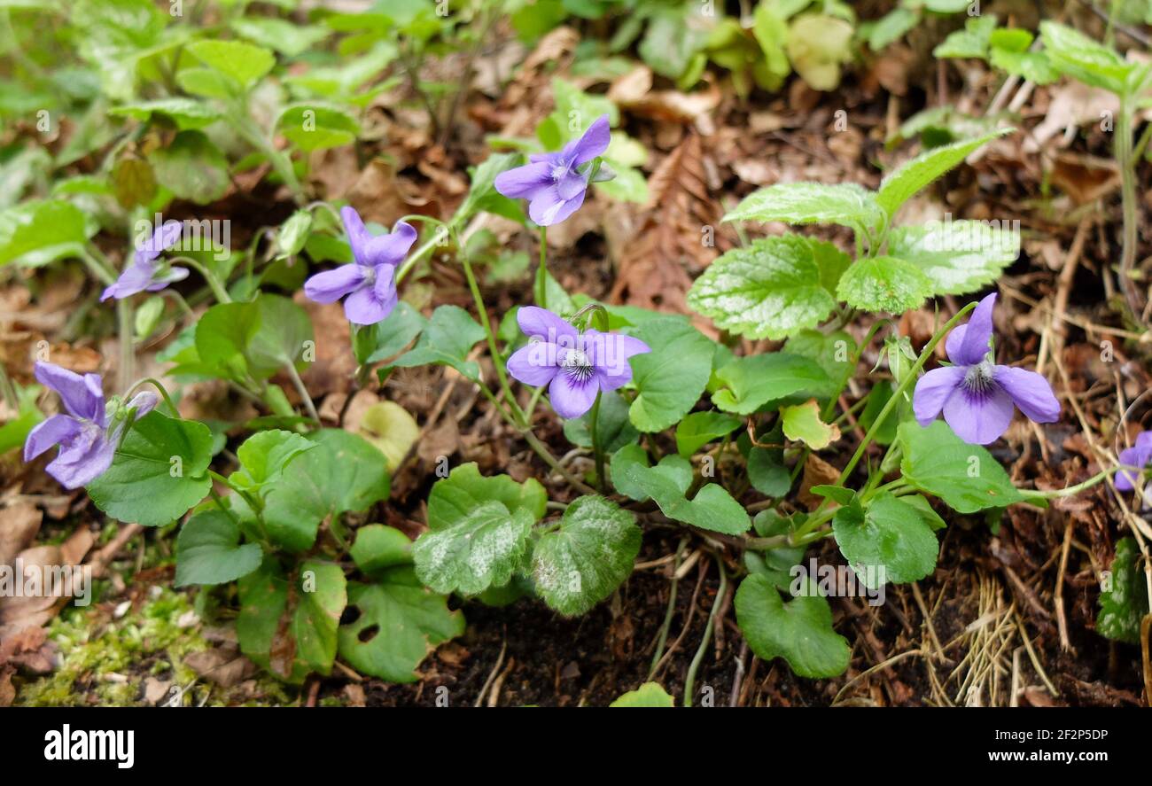 Scented violets (Viola odorata Stock Photo - Alamy
