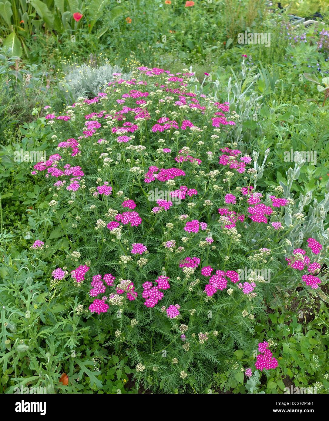 Yarrow 'Pomegranate' (Achillea millefolium) with a pink flower Stock ...