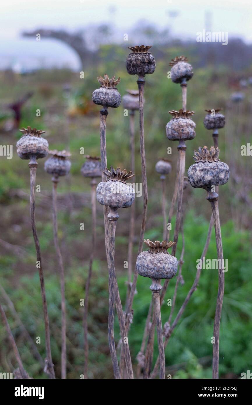 Dry capsule of opium poppy (Papaver somniferum Stock Photo - Alamy