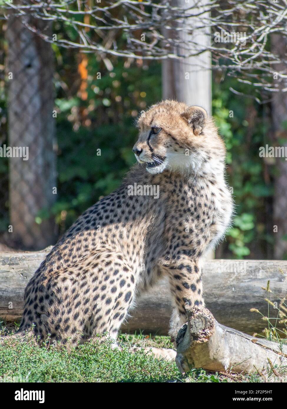 Asiatic cheetah hi-res stock photography and images - Alamy