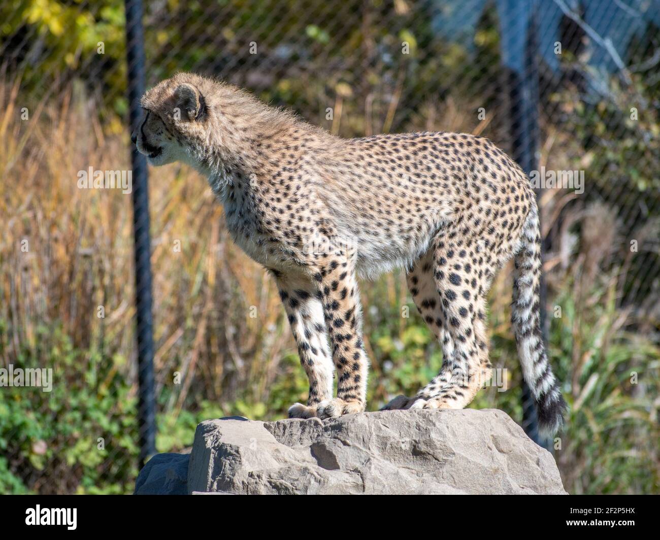 Asiatic cheetah hi-res stock photography and images - Alamy