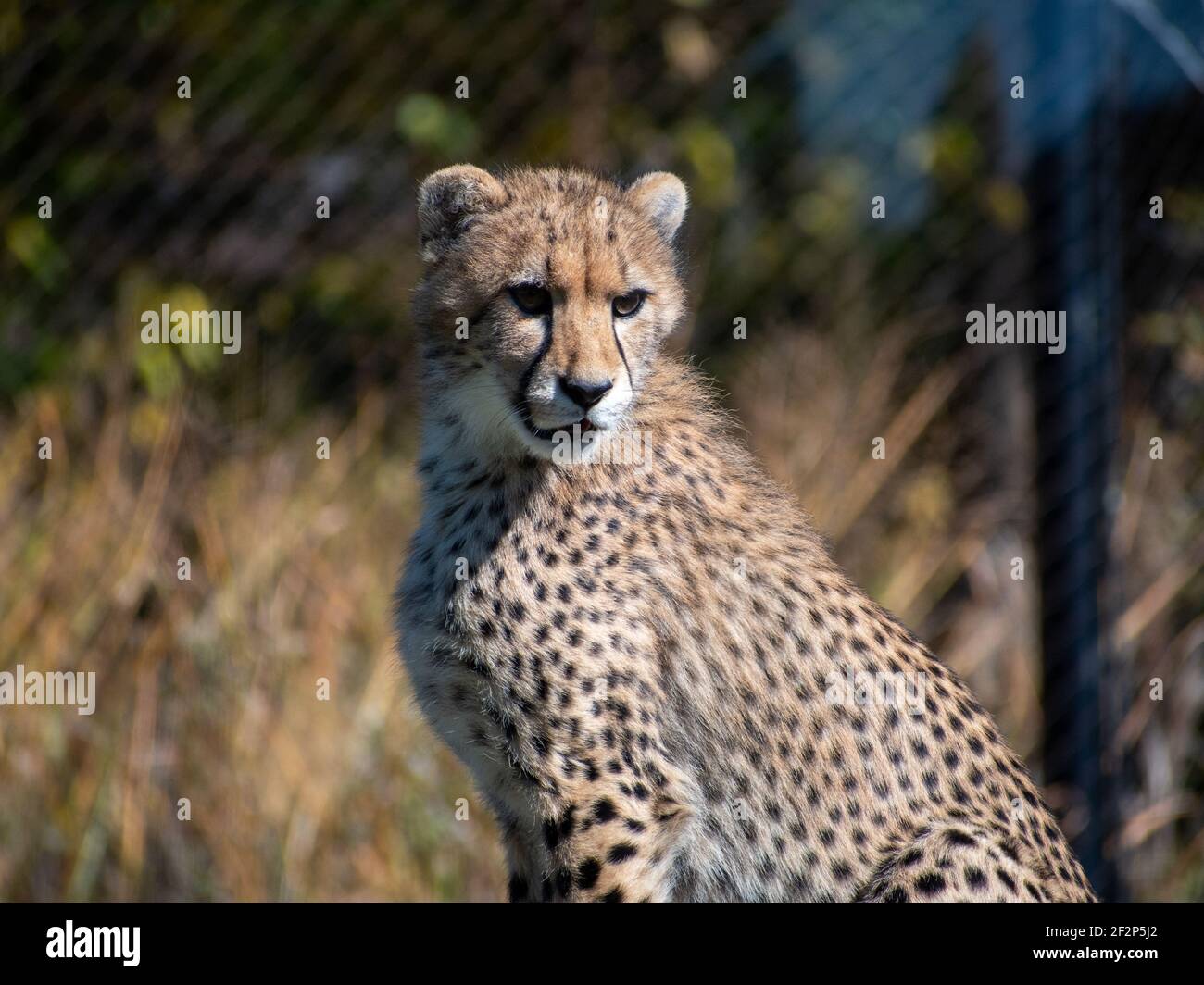 A beautiful Asiatic cheetah on a blurred background in its natural ...