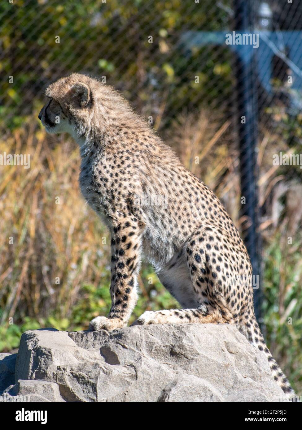 A beautiful Asiatic cheetah on a blurred background in its natural ...
