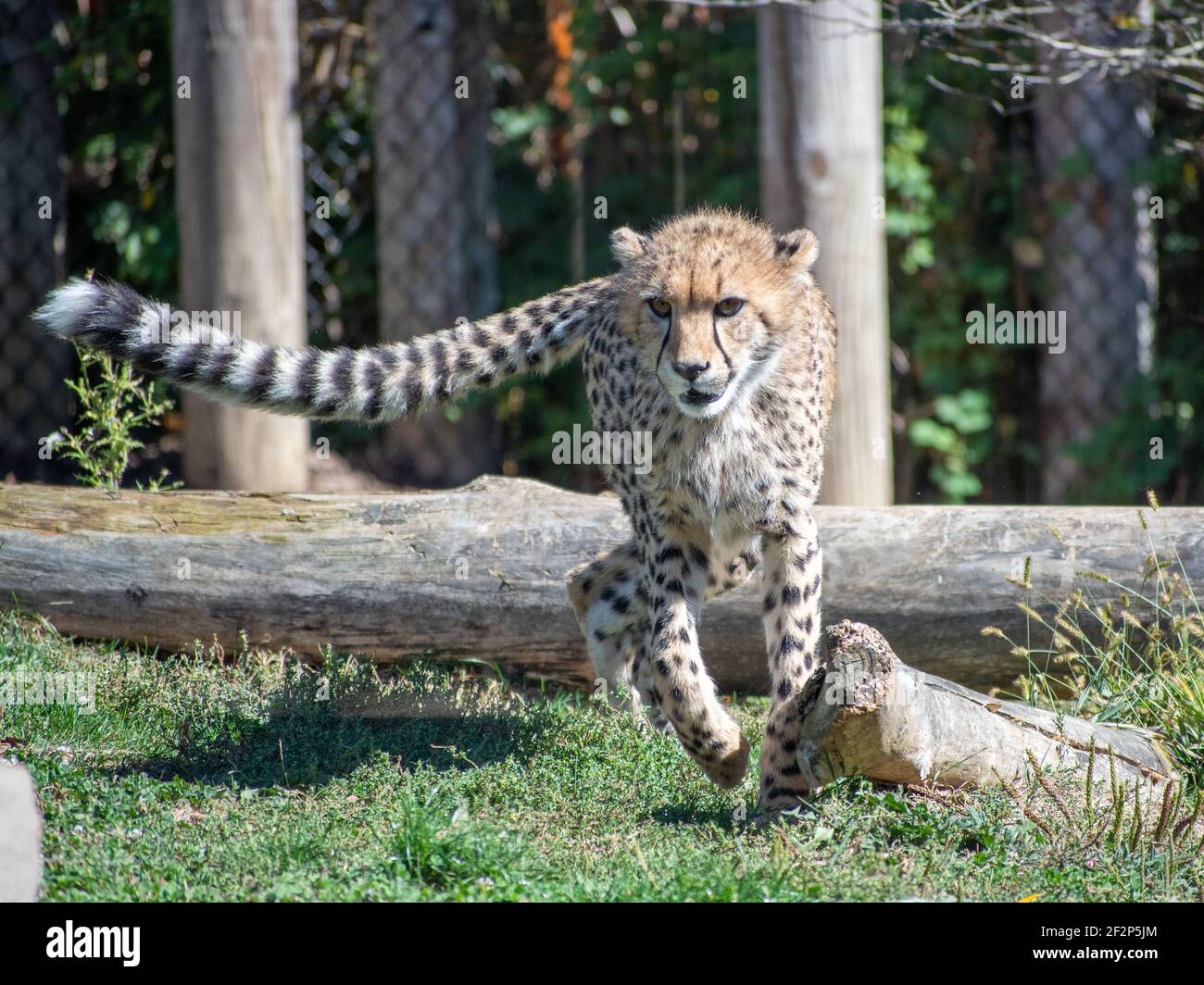 Asiatic cheetah run hi-res stock photography and images - Alamy