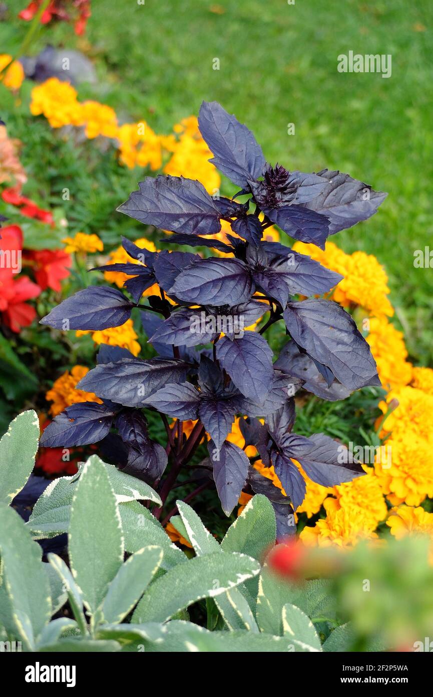 Dark red basil hi-res stock photography and images - Alamy