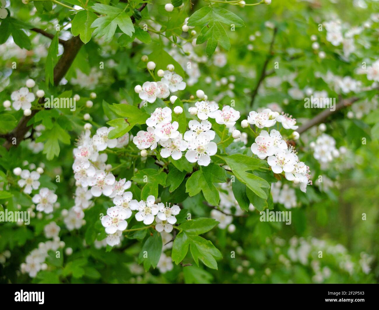 The common hawthorn (Crataegus monogyna) in flower Stock Photo - Alamy