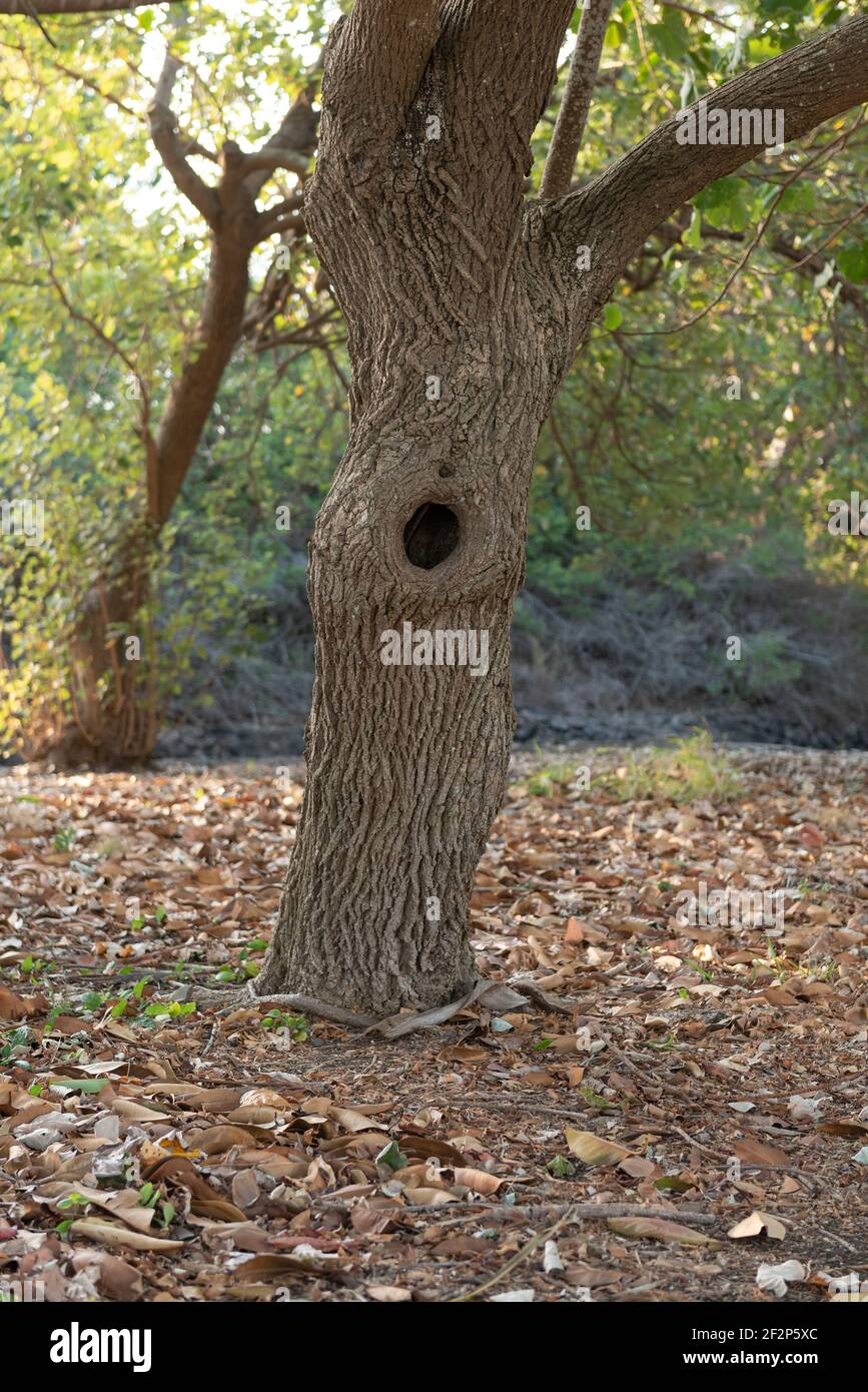 A tree with a hollow Stock Photo - Alamy